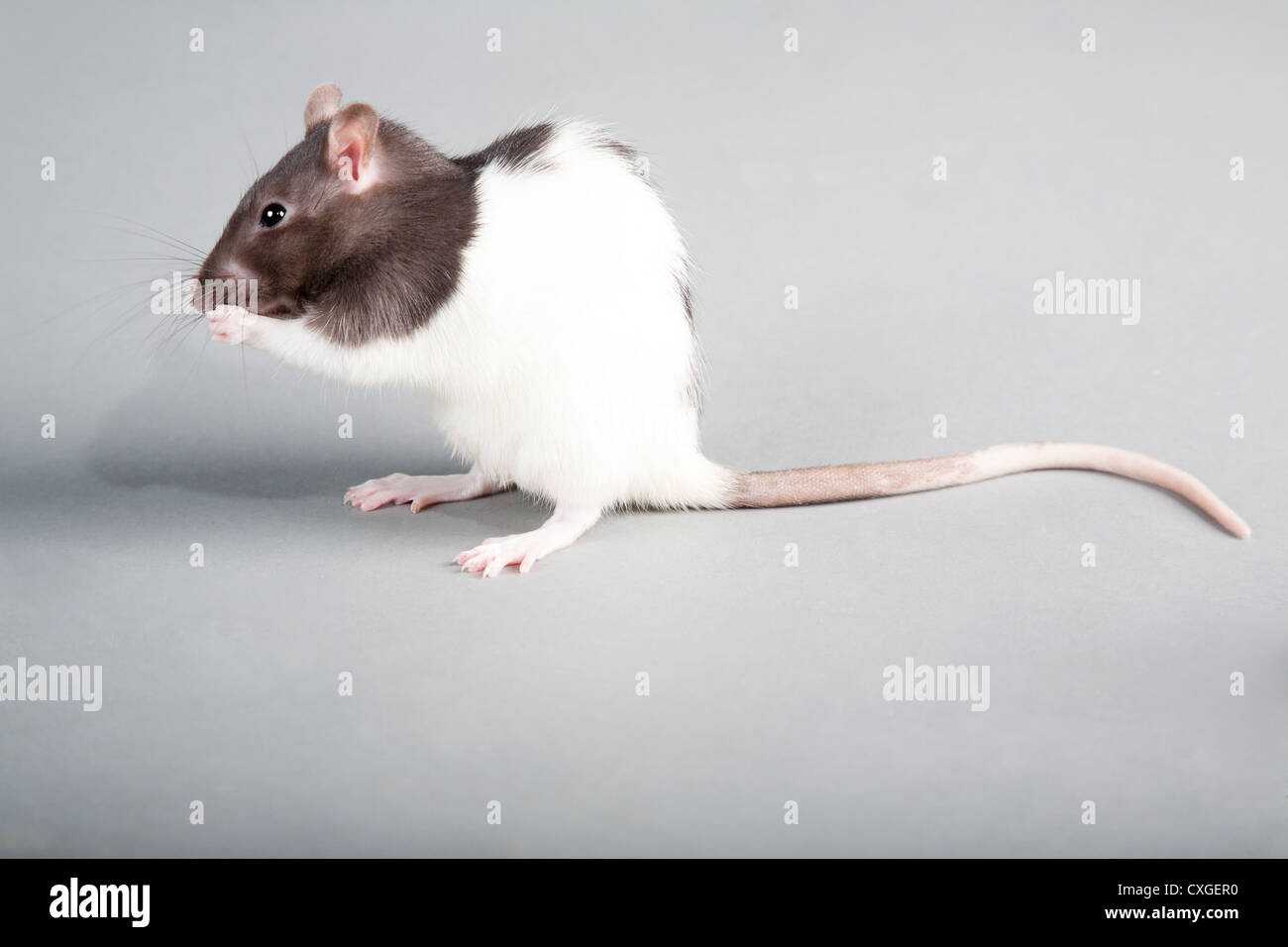 Ratte experiment -Fotos und -Bildmaterial in hoher Auflösung – Alamy