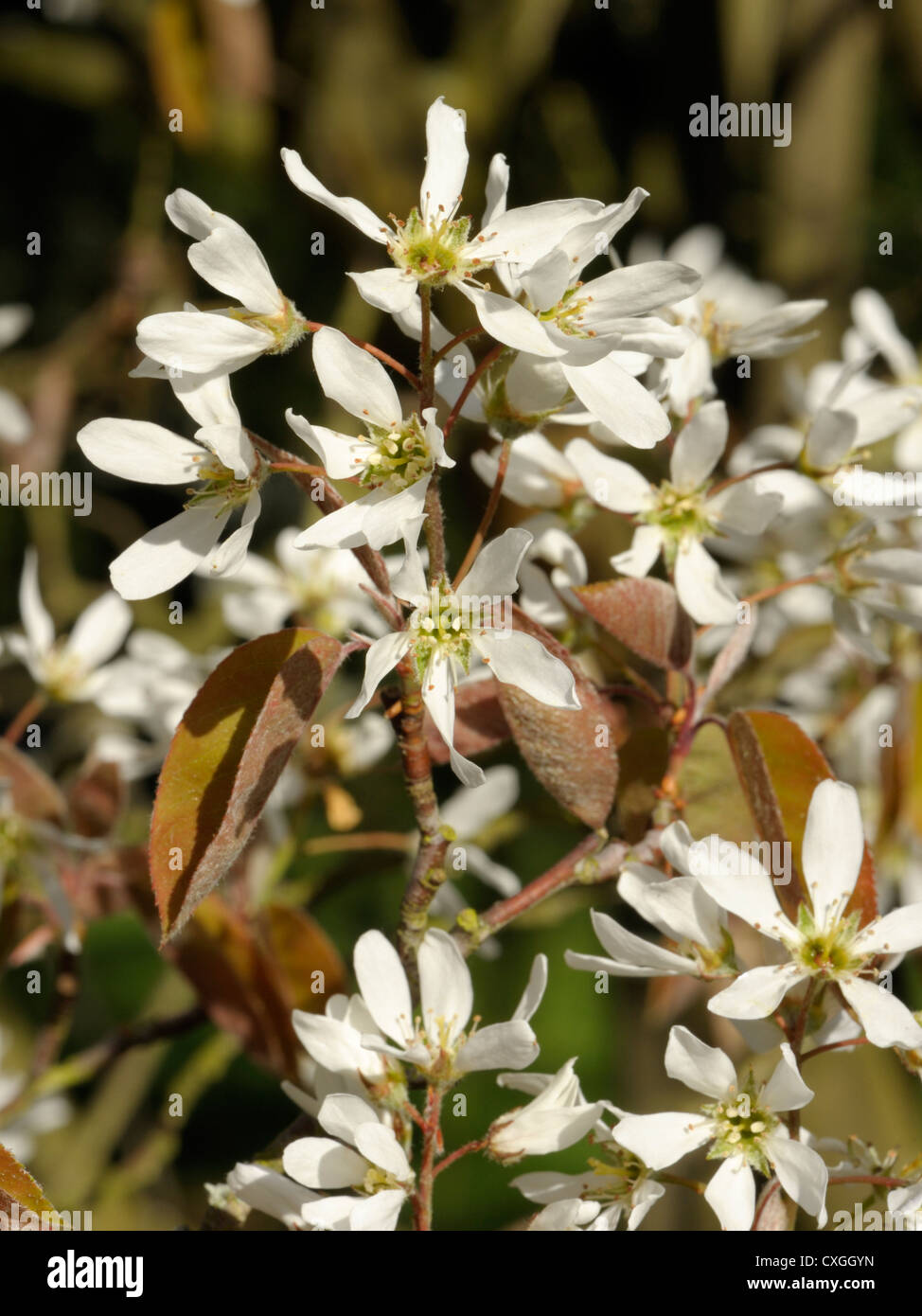Eschen Blume, Amelanchier lamarckii Stockfotografie - Alamy