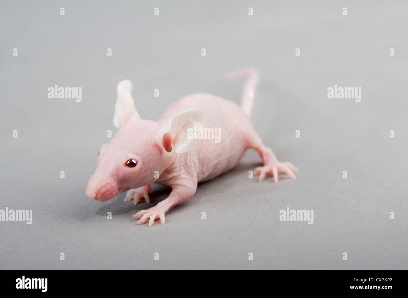 Hairless mouse -Fotos und -Bildmaterial in hoher Auflösung – Alamy