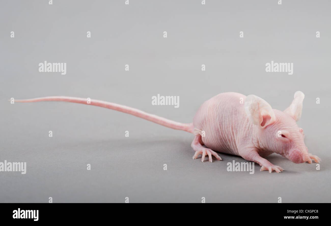 Hairless mouse -Fotos und -Bildmaterial in hoher Auflösung – Alamy