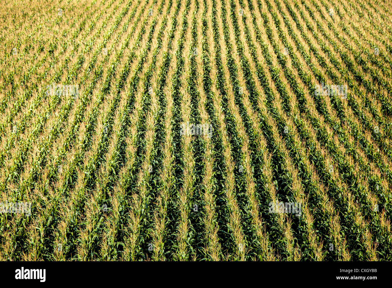 Maisfeld, Struktur, von oben gesehen Stockfotografie - Alamy