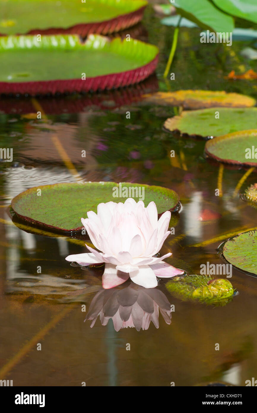 Victoria Seerose (Victoria Amazonica) Blüte Stockfotografie - Alamy
