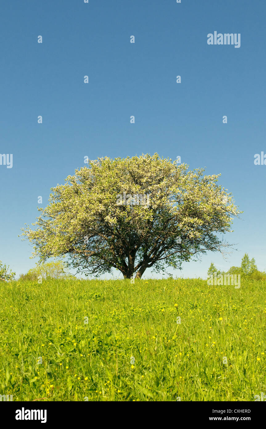 Apfelbaum feld -Fotos und -Bildmaterial in hoher Auflösung – Alamy