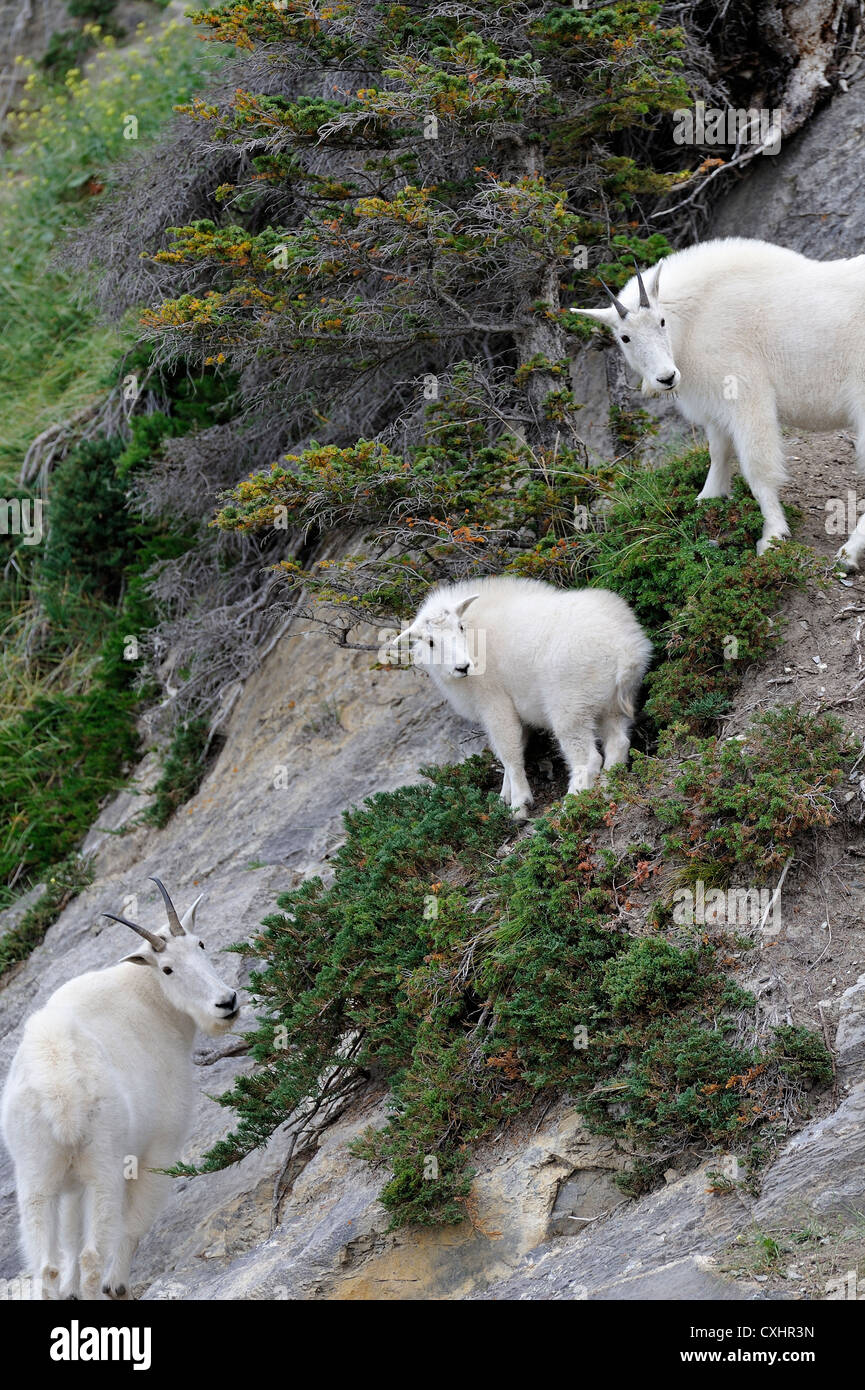 Drei wilde Bergziegen Stockfotografie - Alamy