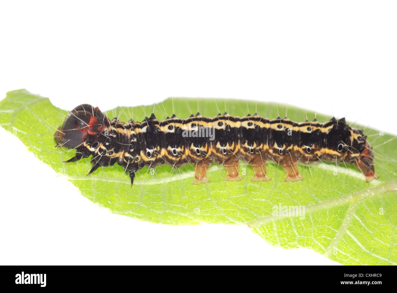 Schmetterling Raupe auf grünes Blatt Stockfotografie - Alamy