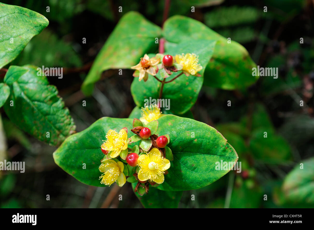 Gelbe hypericum androsaemum pflanze -Fotos und -Bildmaterial in hoher ...