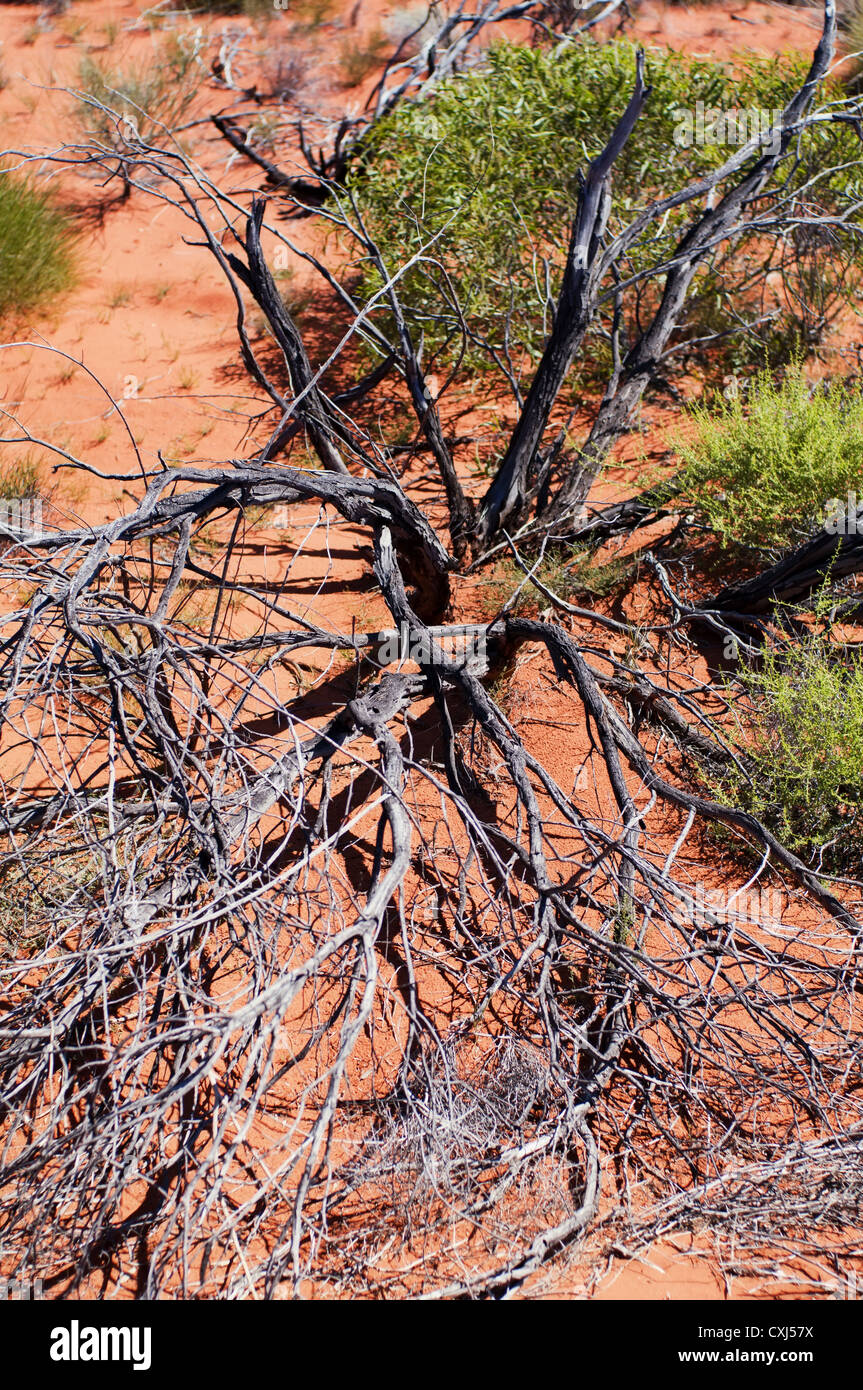 Outback flora -Fotos und -Bildmaterial in hoher Auflösung – Alamy