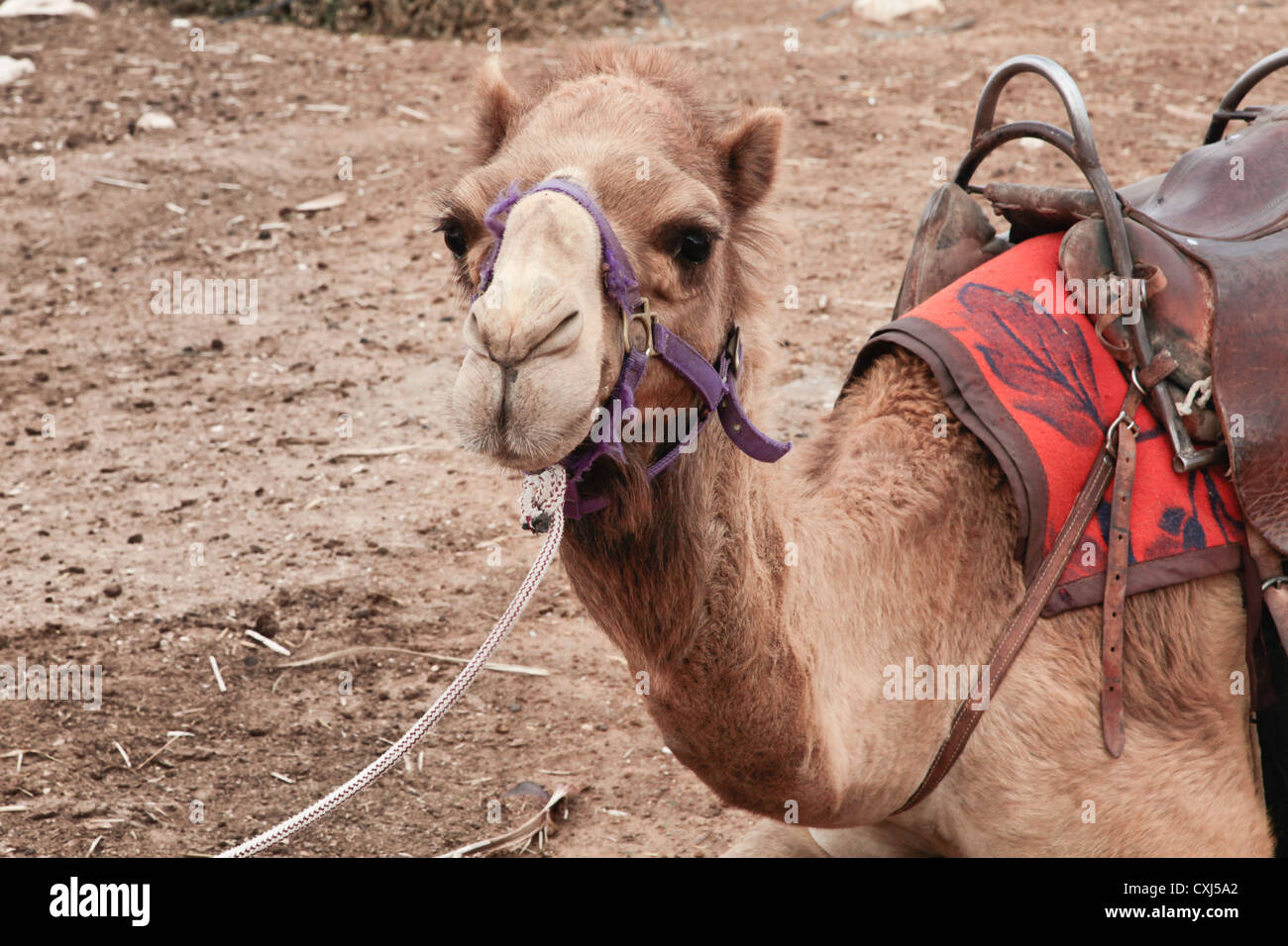 Israel camel -Fotos und -Bildmaterial in hoher Auflösung – Alamy
