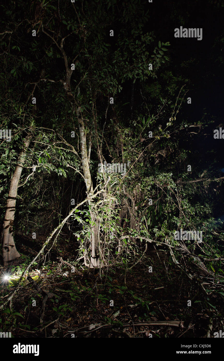 Amazon river night peru -Fotos und -Bildmaterial in hoher Auflösung – Alamy