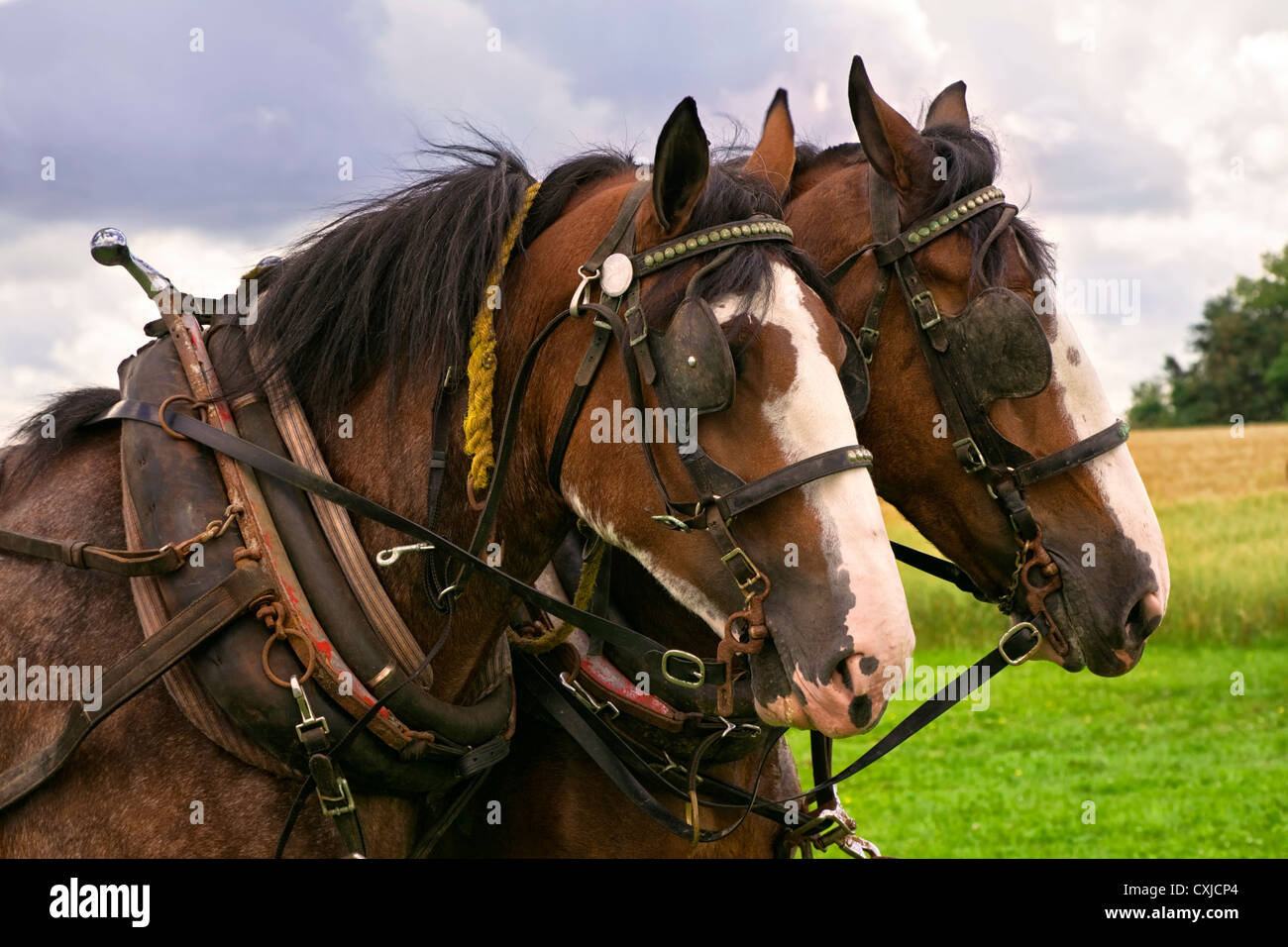 Draft horse in harness -Fotos und -Bildmaterial in hoher Auflösung – Alamy