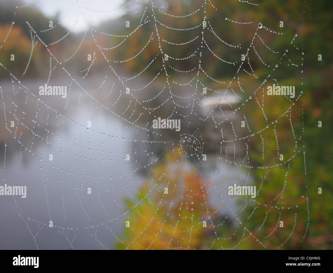 Perfektes spinnennetz -Fotos und -Bildmaterial in hoher Auflösung – Alamy