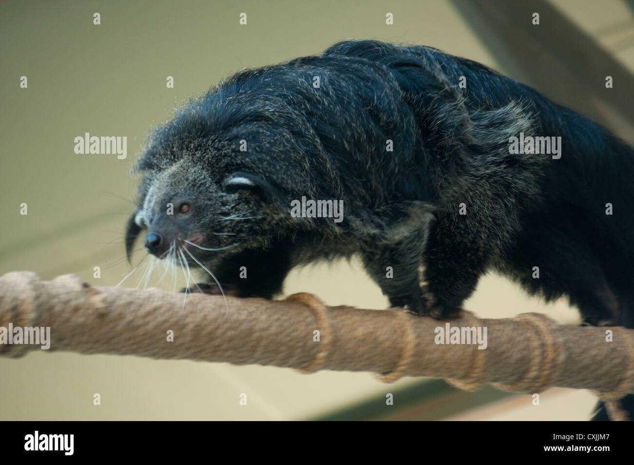 Arctictis binturong binturong -Fotos und -Bildmaterial in hoher ...