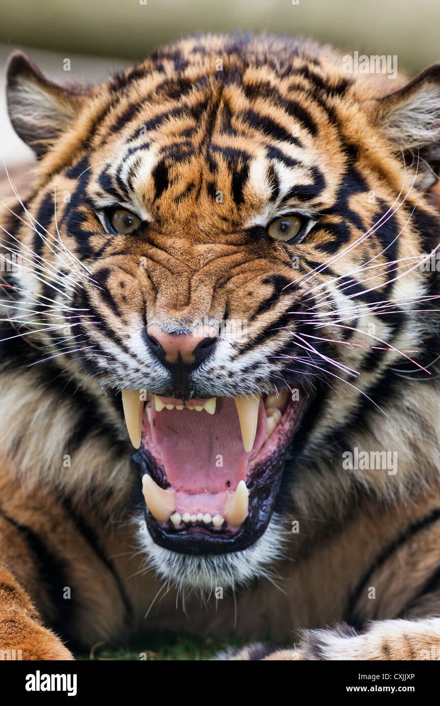Roaring tiger -Fotos und -Bildmaterial in hoher Auflösung – Alamy