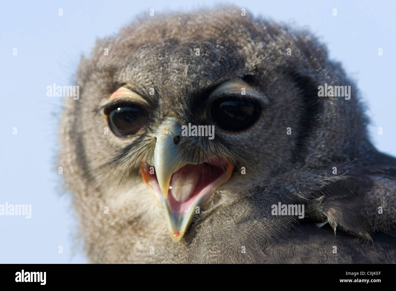 Baby milchig uhu -Fotos und -Bildmaterial in hoher Auflösung – Alamy