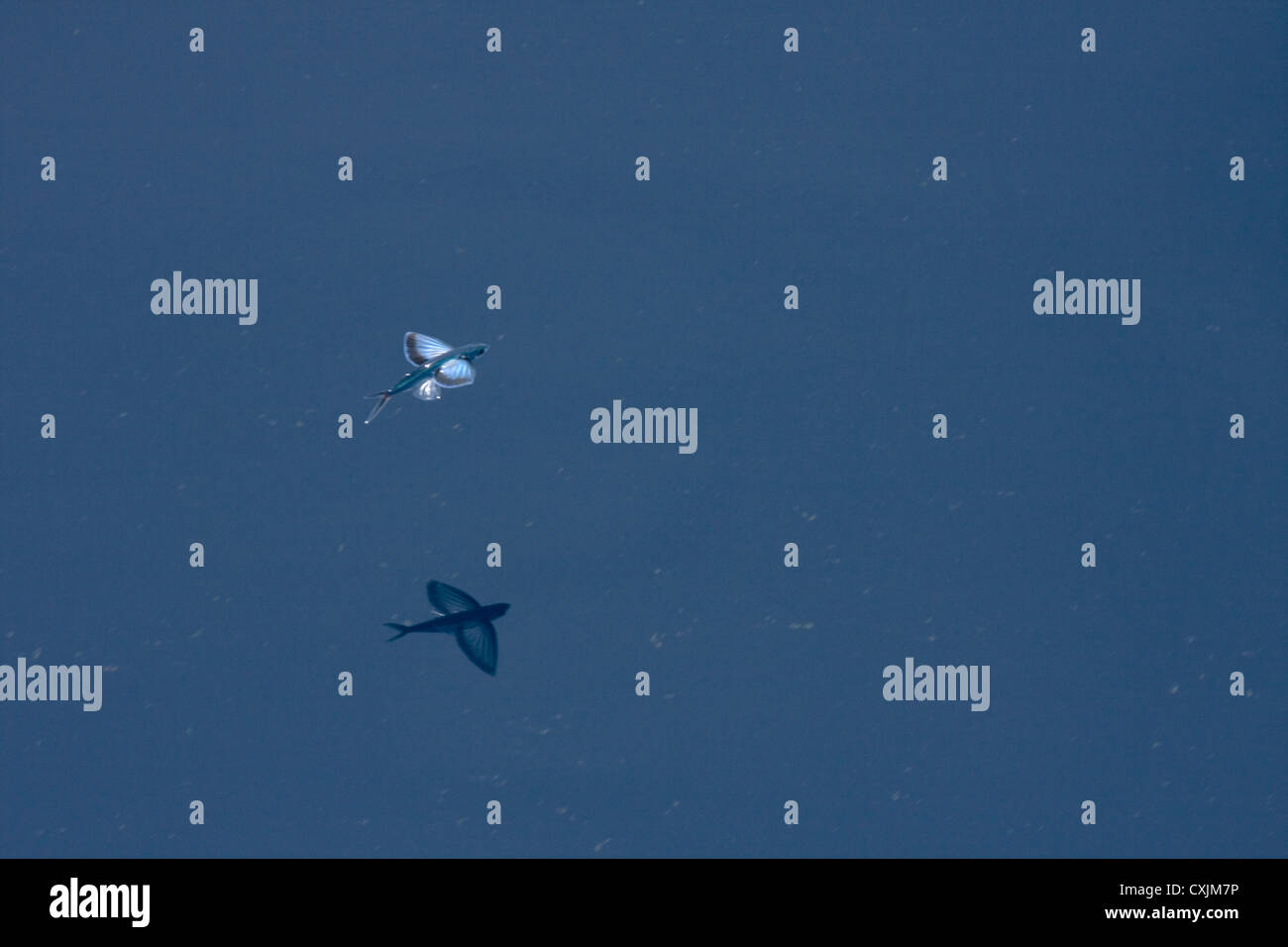 Fliegende fische -Fotos und -Bildmaterial in hoher Auflösung – Alamy