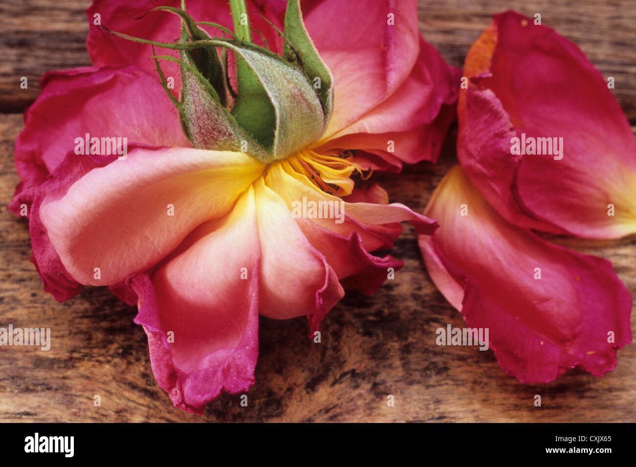 Nahaufnahme von oben von rosa und weiße Rose oder Rosa sehr nette Dame ...