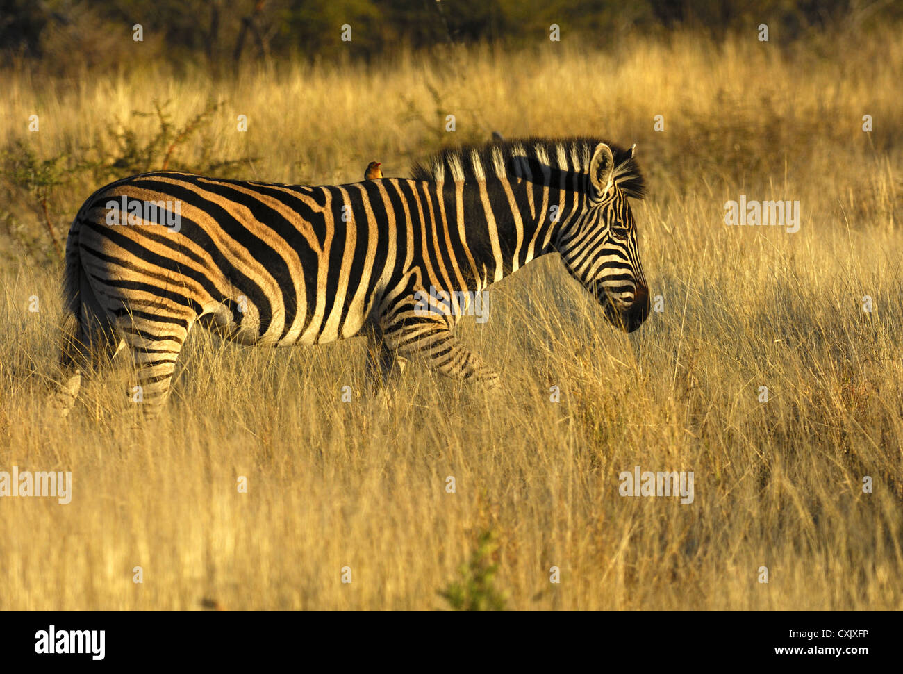 Zebra in der afrikanischen savanne -Fotos und -Bildmaterial in hoher ...