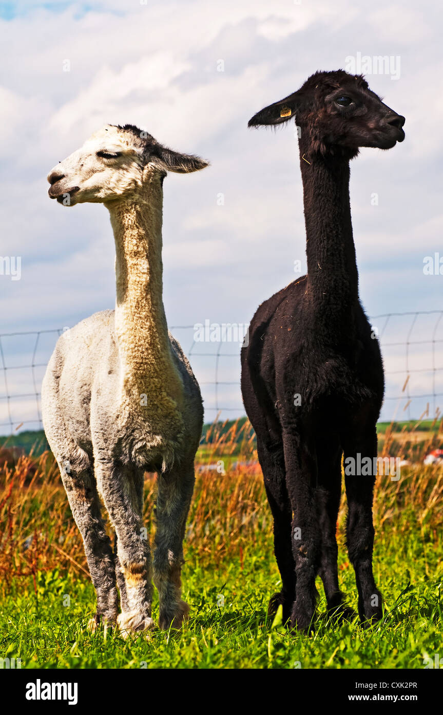 Schwarzes alpaka -Fotos und -Bildmaterial in hoher Auflösung – Alamy