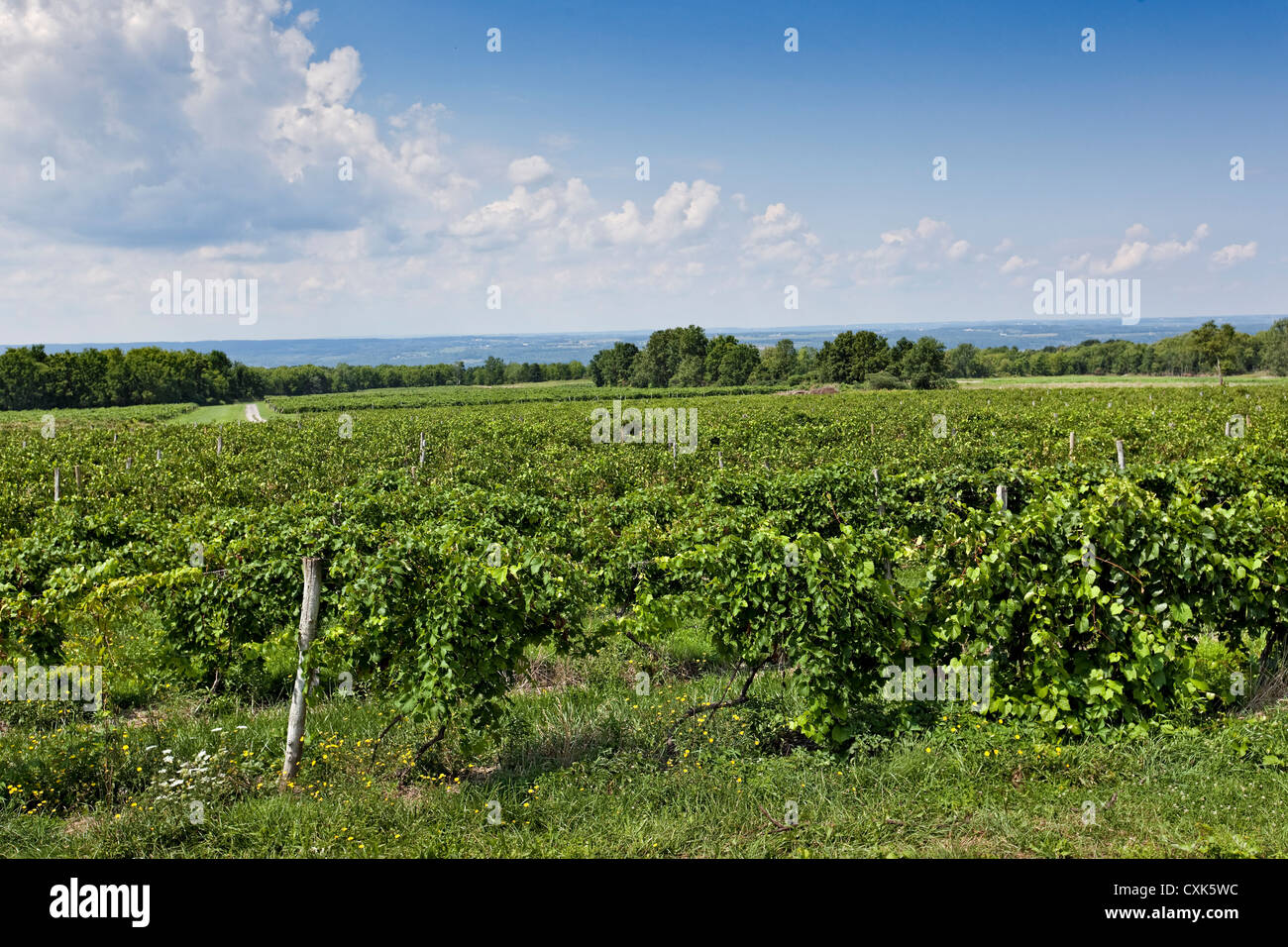 Weinberg chardonnay -Fotos und -Bildmaterial in hoher Auflösung – Alamy