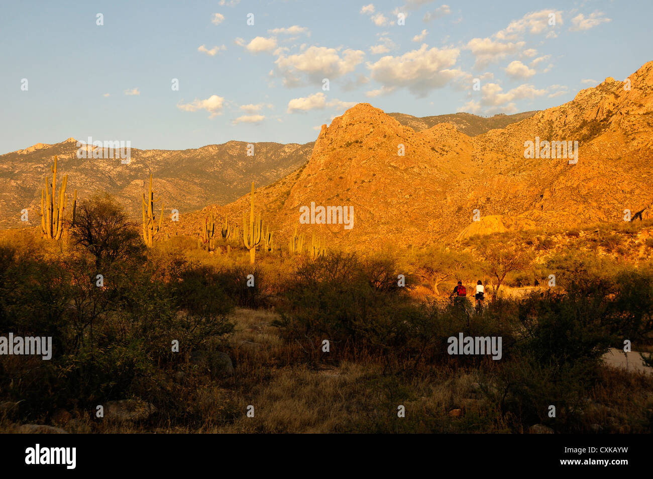Mountainbiker fahren im Catalina State Park in die Ausläufer des ...