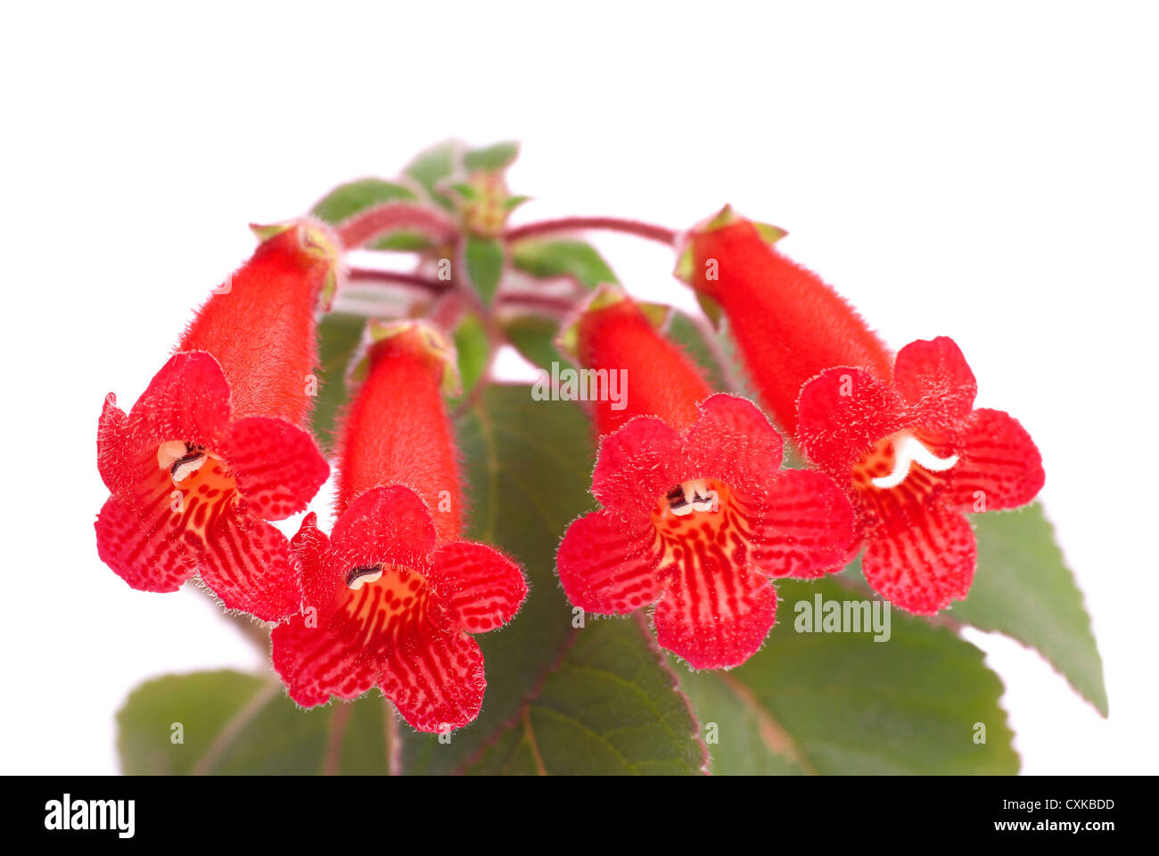 Roter Kohleria Rongo Stockfotos und -bilder Kaufen - Alamy