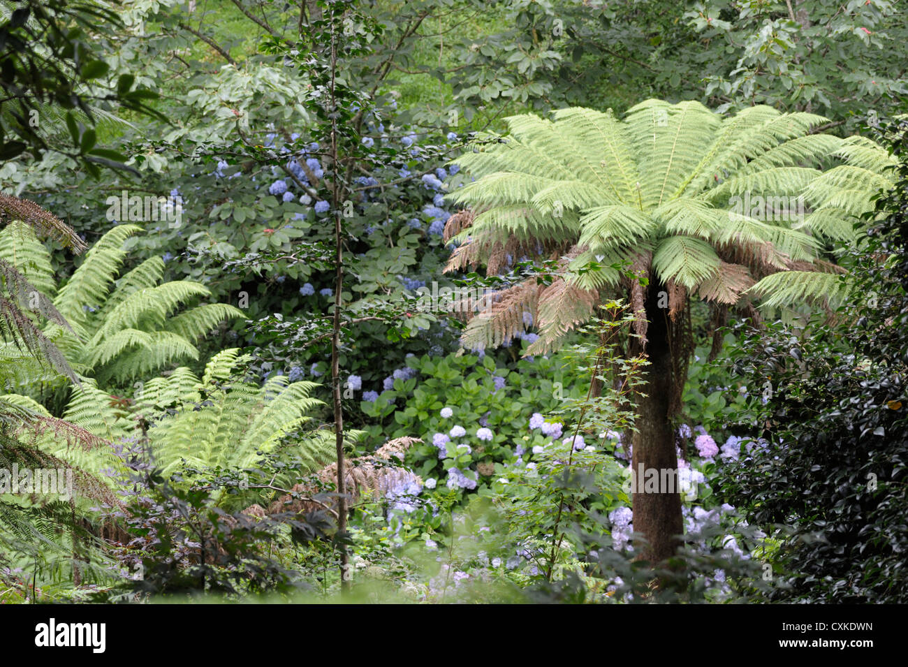 Palmen in cornwall -Fotos und -Bildmaterial in hoher Auflösung – Alamy