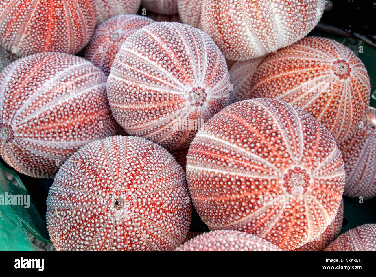 Seeigel sammlung -Fotos und -Bildmaterial in hoher Auflösung – Alamy