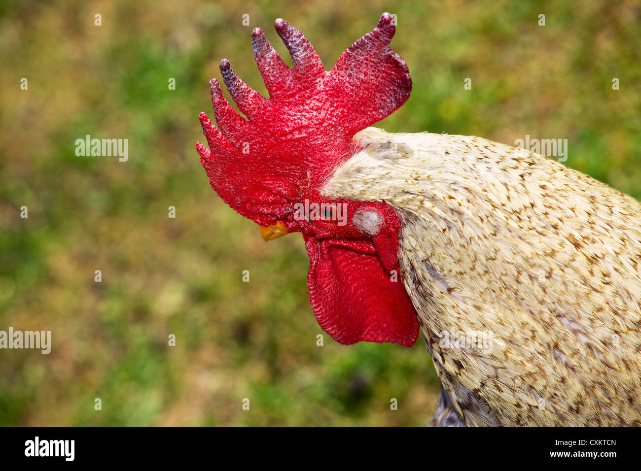 Ein Hahn Kopf Bild Stockfotografie - Alamy