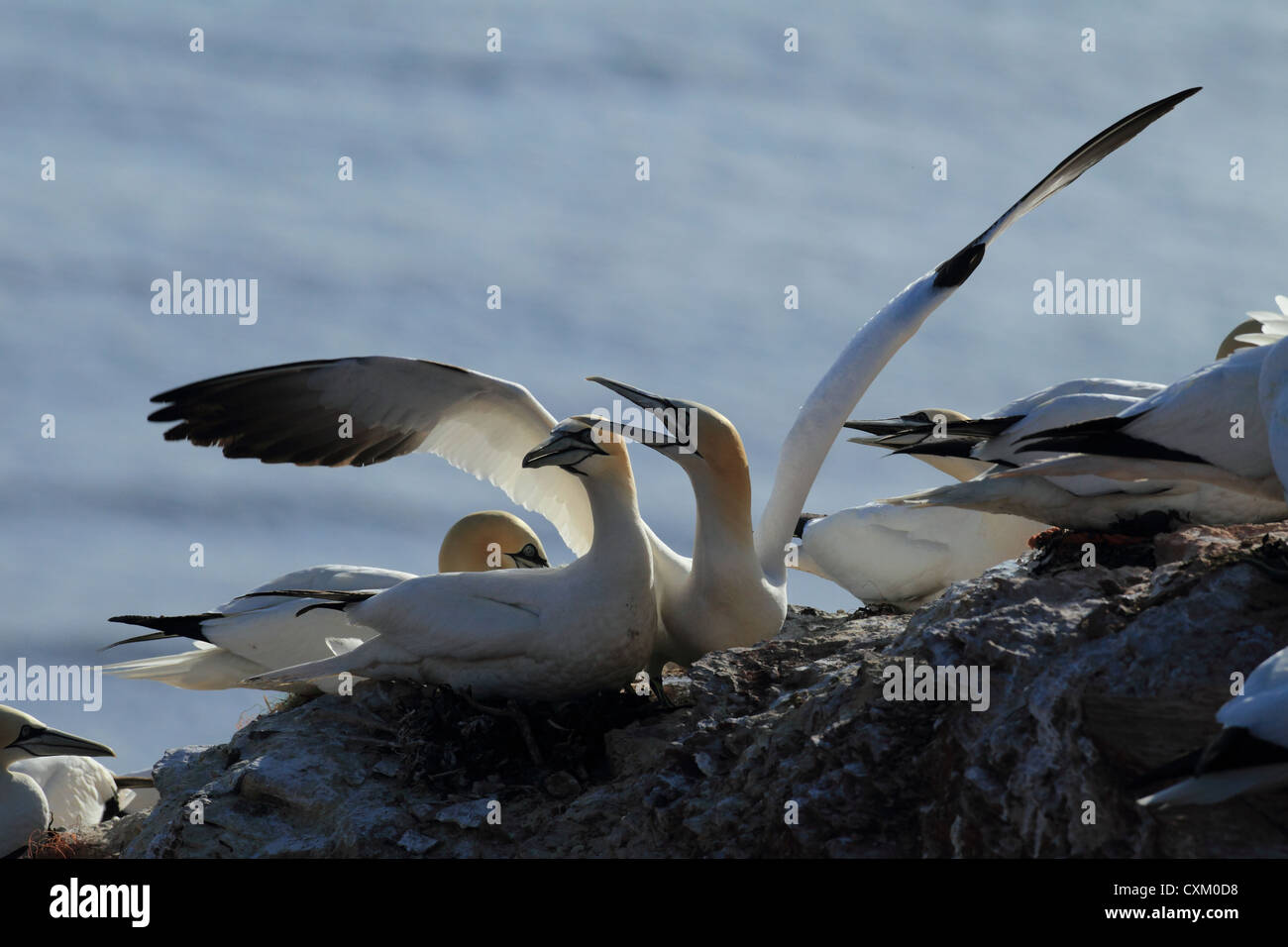 Basstölpel in Brüterei, Helgoland, Schleswig-Holstein, Deutschland ...