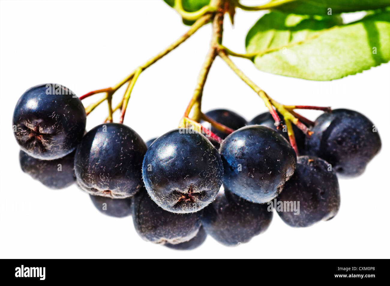 schwarze Apfelbeere, Aronia melanocarpa Stockfotografie - Alamy