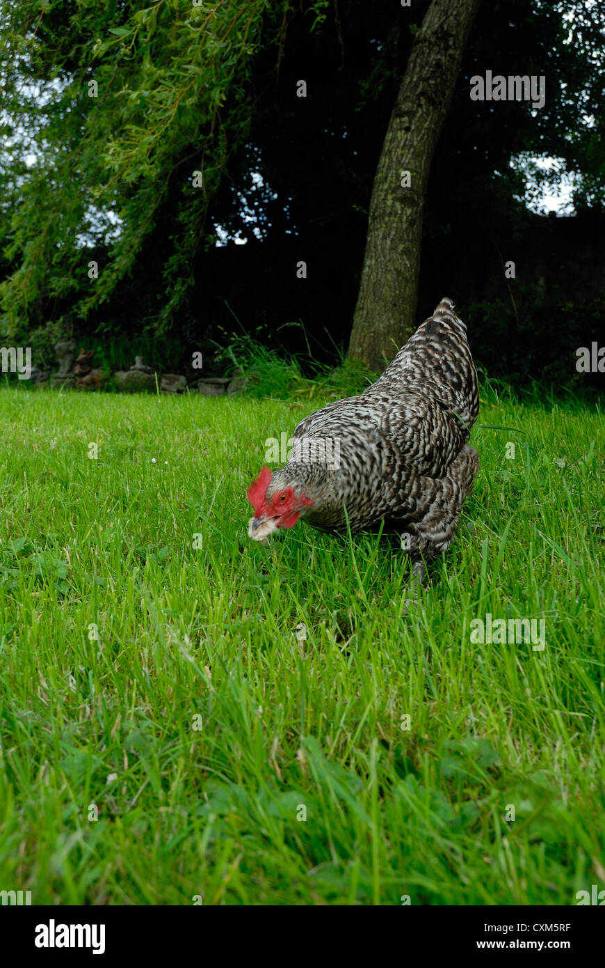 Freiland maran henne Stockfotos und -bilder Kaufen - Seite 2 - Alamy