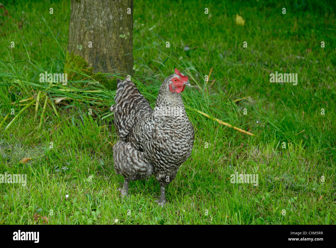 Freiland maran henne Stockfotos und -bilder Kaufen - Seite 2 - Alamy