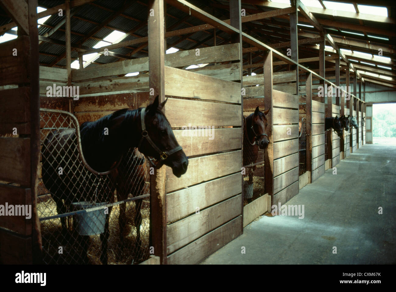 Pferde im stall -Fotos und -Bildmaterial in hoher Auflösung – Alamy