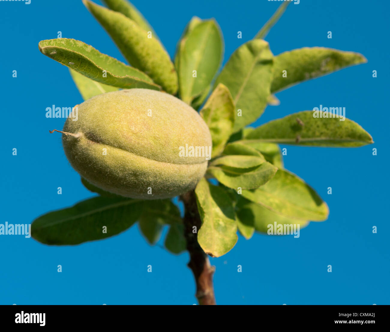 Almon tree -Fotos und -Bildmaterial in hoher Auflösung – Alamy