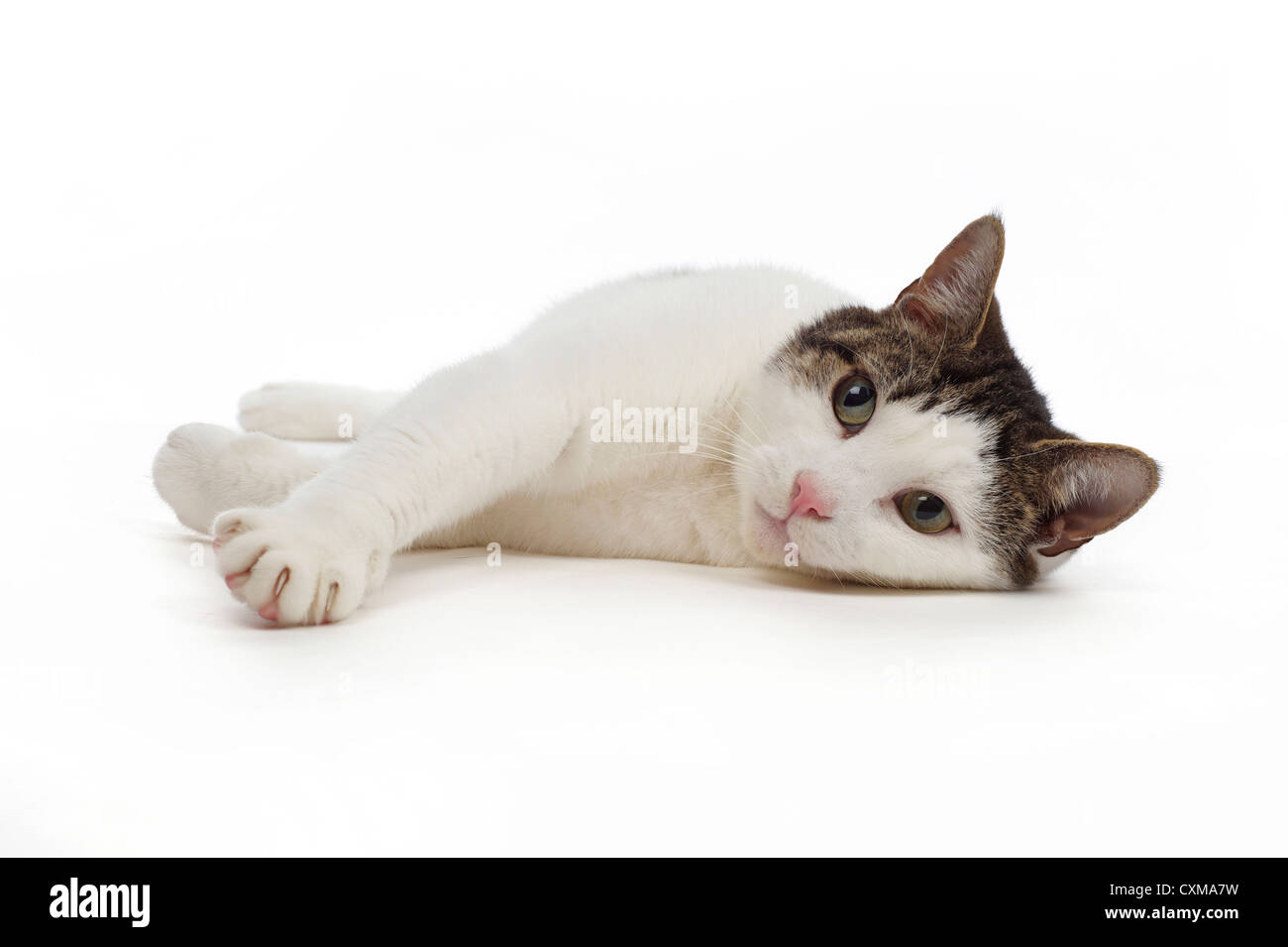 Katze liegend Ausgeschnittene Stockfotos und -bilder - Alamy