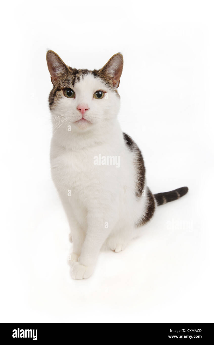 Katze sitzend, Studio gedreht mit weißem Hintergrund Stockfotografie ...