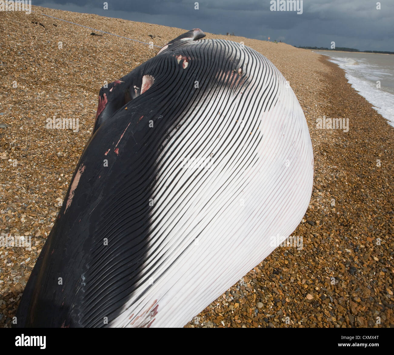 Toter Wal Am Strand Stockfotos und -bilder Kaufen - Alamy