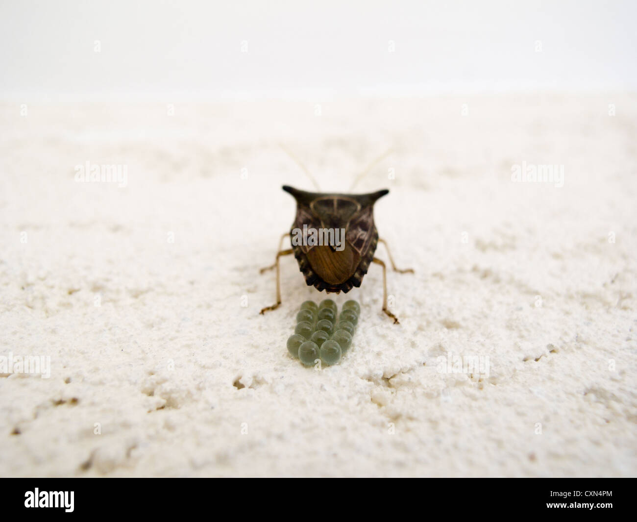 Edessa sp -Fotos und -Bildmaterial in hoher Auflösung – Alamy