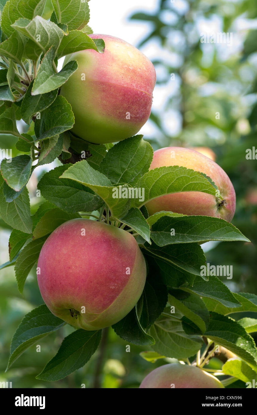 Winter bananenapfel -Fotos und -Bildmaterial in hoher Auflösung – Alamy