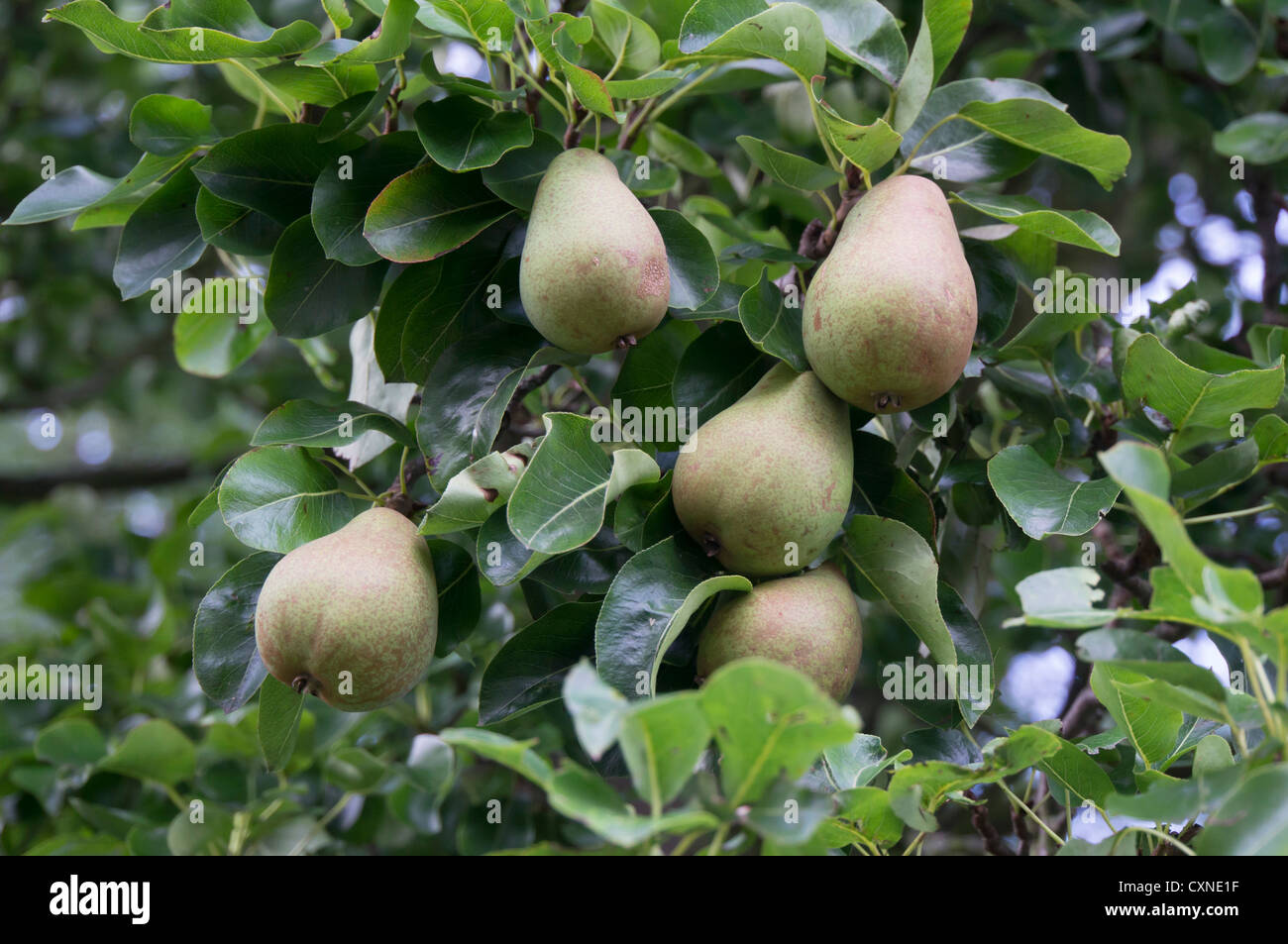 Birnen birnbaum -Fotos und -Bildmaterial in hoher Auflösung – Alamy