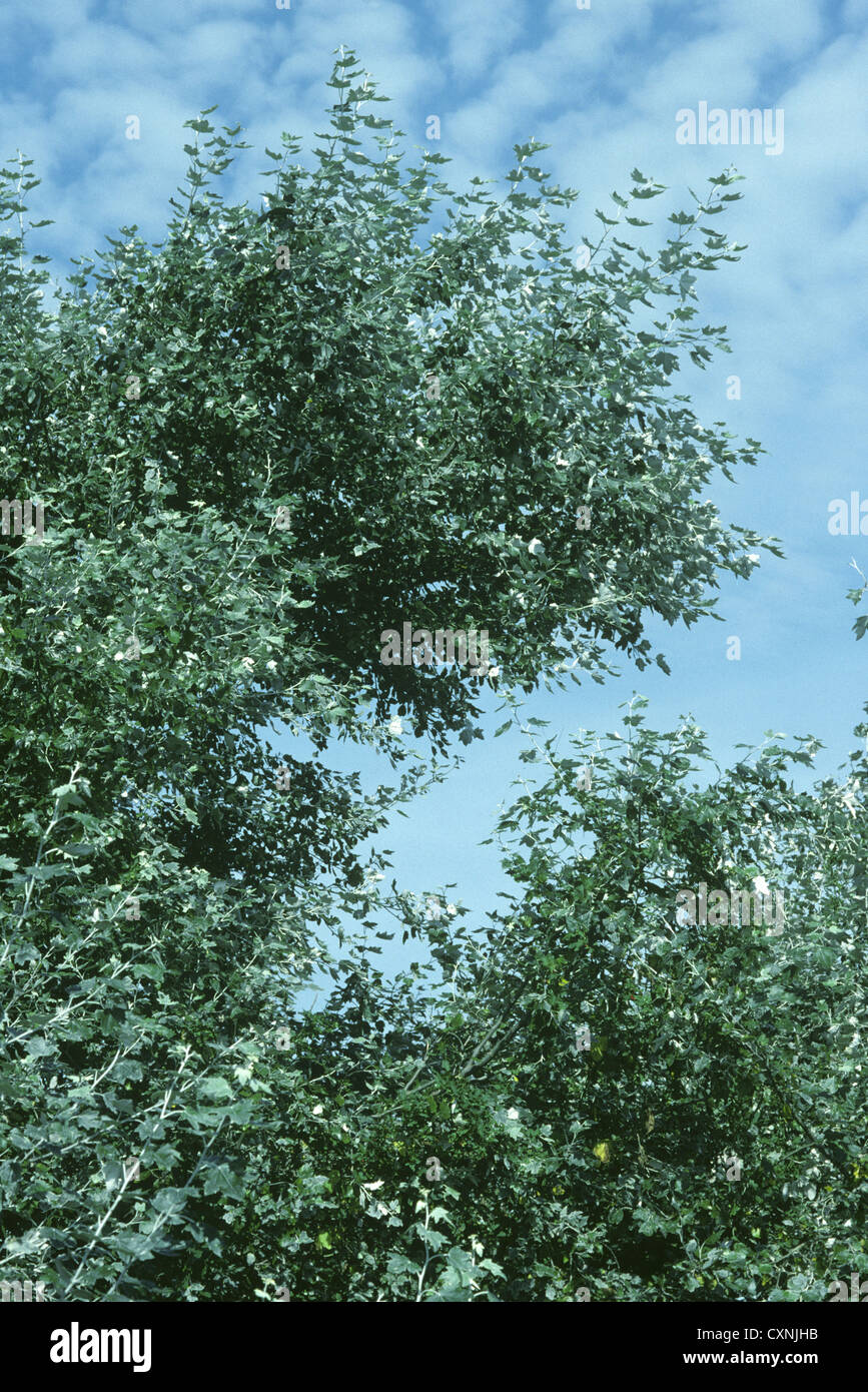 Populus alba laub -Fotos und -Bildmaterial in hoher Auflösung – Alamy