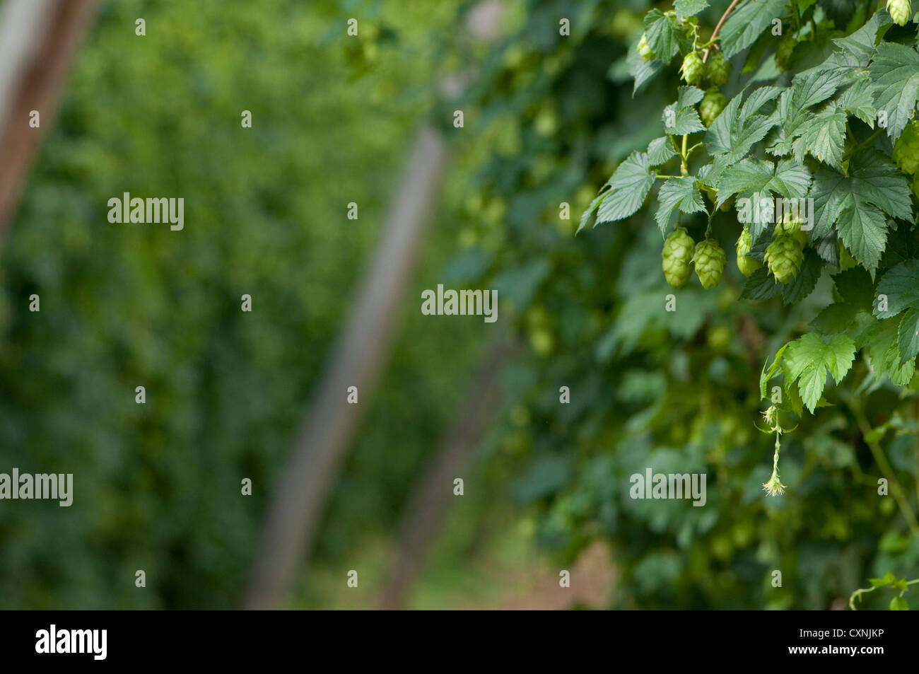 Steiger meister -Fotos und -Bildmaterial in hoher Auflösung – Alamy