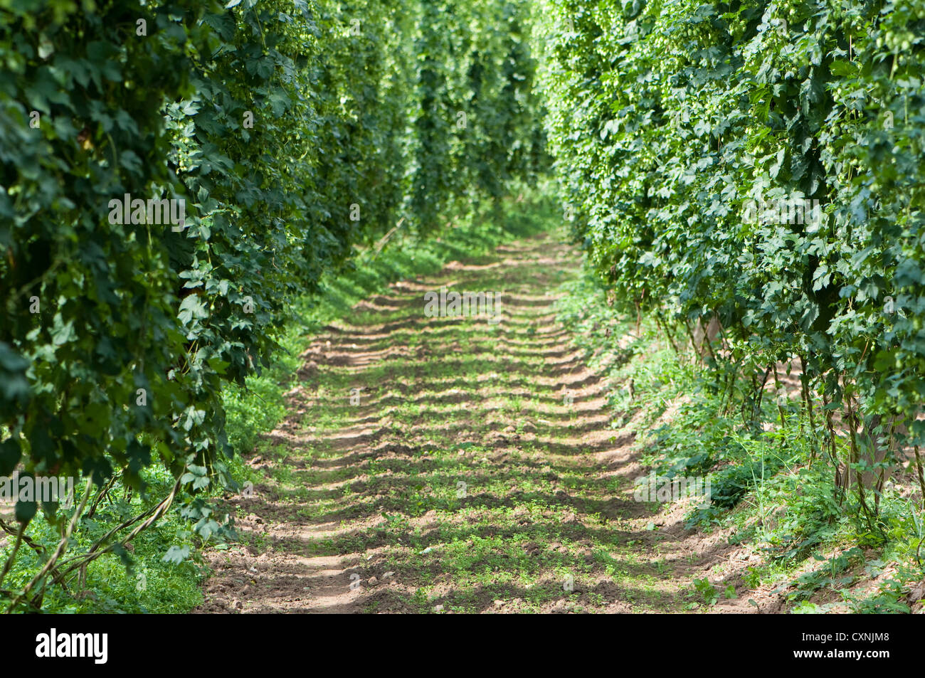 Steiger meister -Fotos und -Bildmaterial in hoher Auflösung – Alamy
