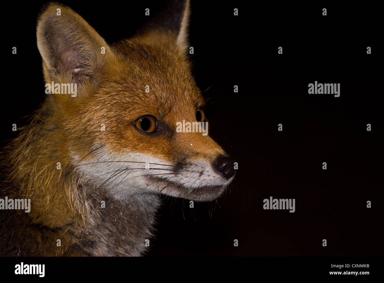 Fuchs schwarzer hintergrund -Fotos und -Bildmaterial in hoher Auflösung ...