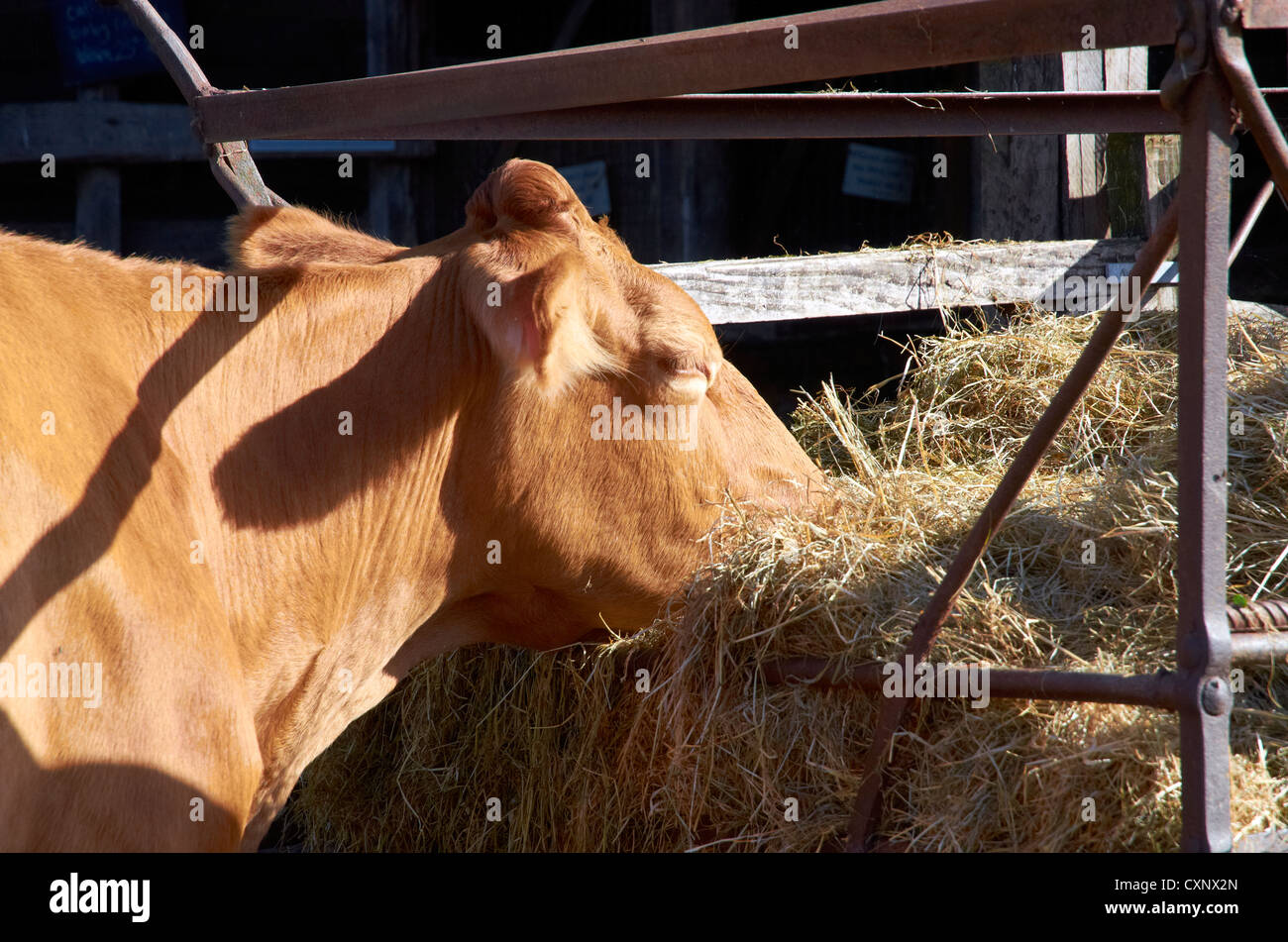Guernsey kuh melken -Fotos und -Bildmaterial in hoher Auflösung – Alamy