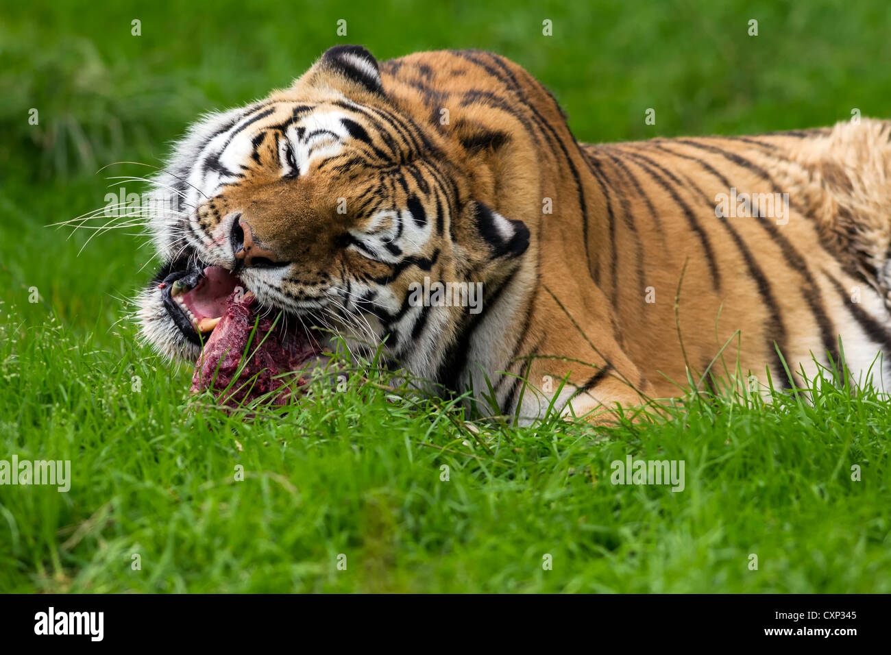 Tiger Eating Stockfotos und -bilder Kaufen - Alamy