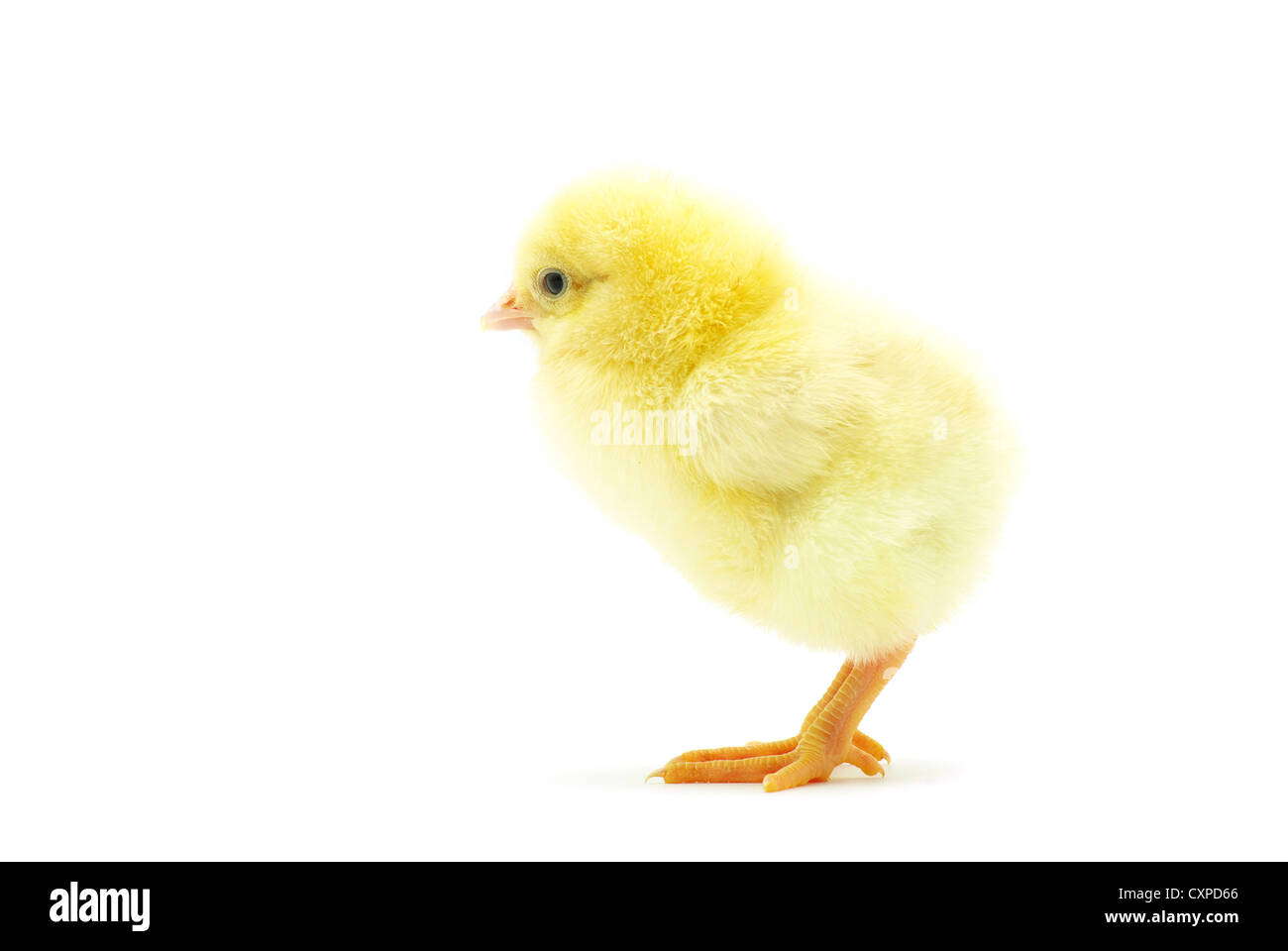 Baby huhn hintergrund -Fotos und -Bildmaterial in hoher Auflösung – Alamy