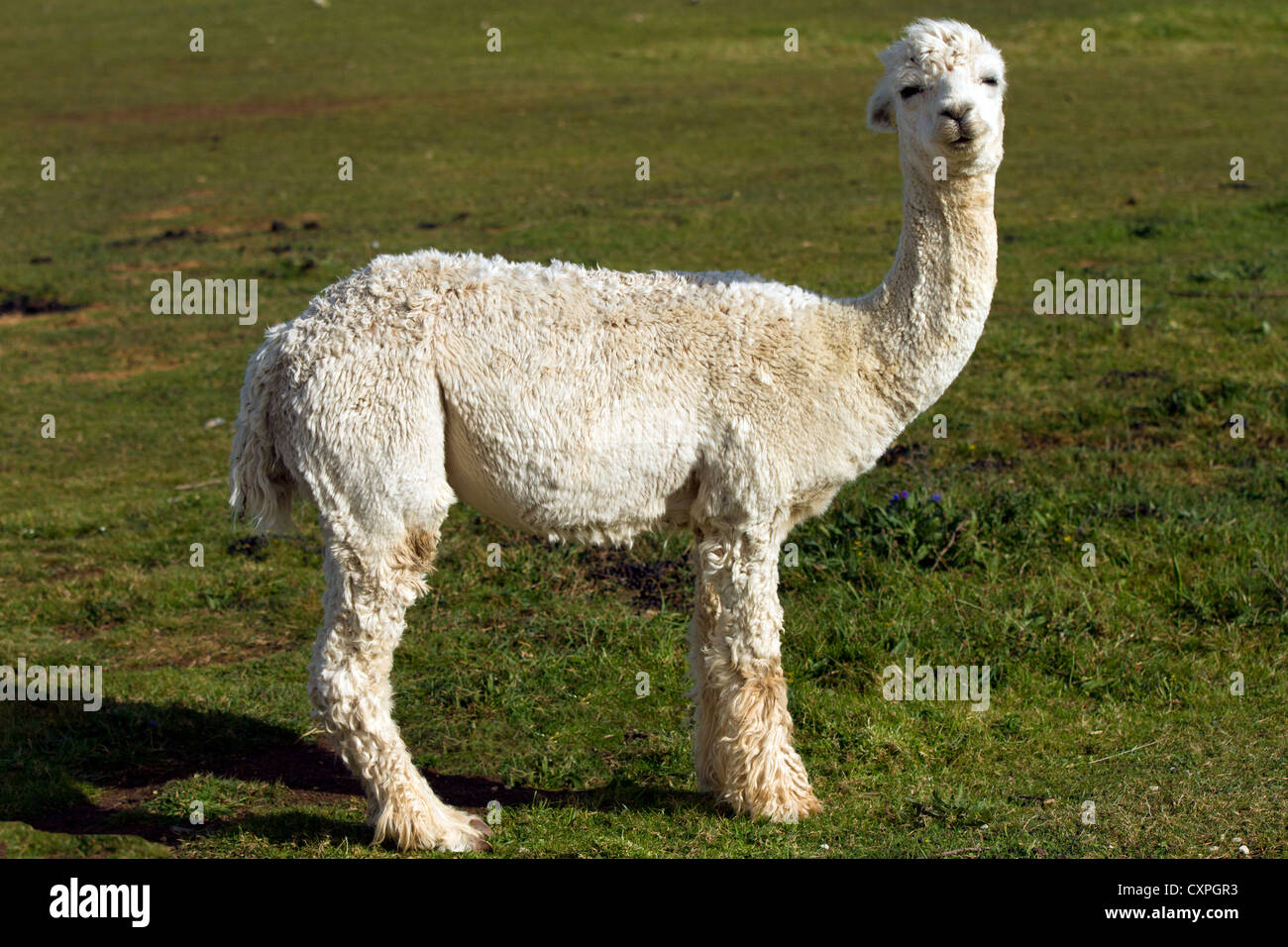 Geschorenes alpaka -Fotos und -Bildmaterial in hoher Auflösung – Alamy