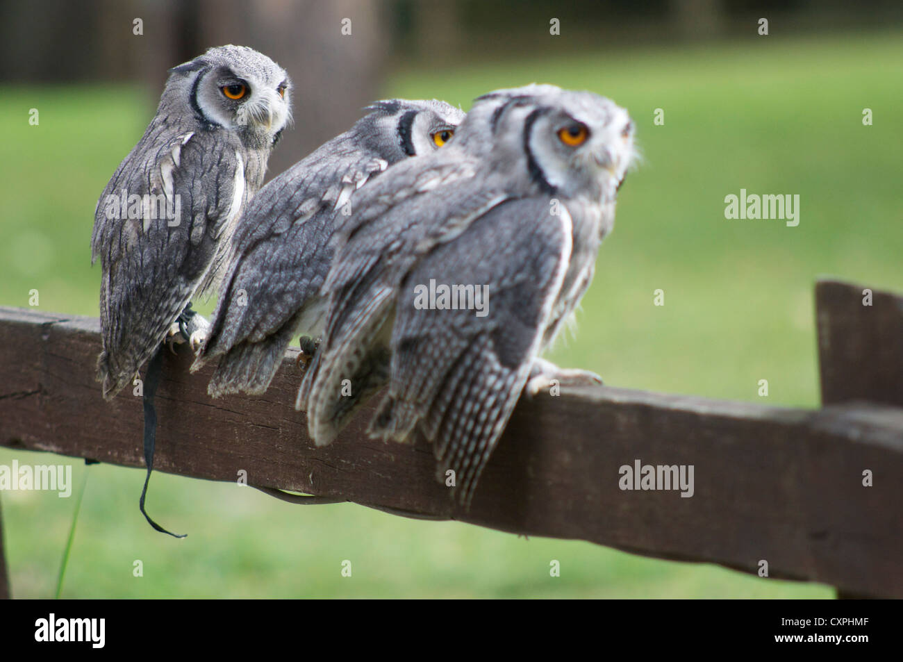 Eulen in england -Fotos und -Bildmaterial in hoher Auflösung – Alamy