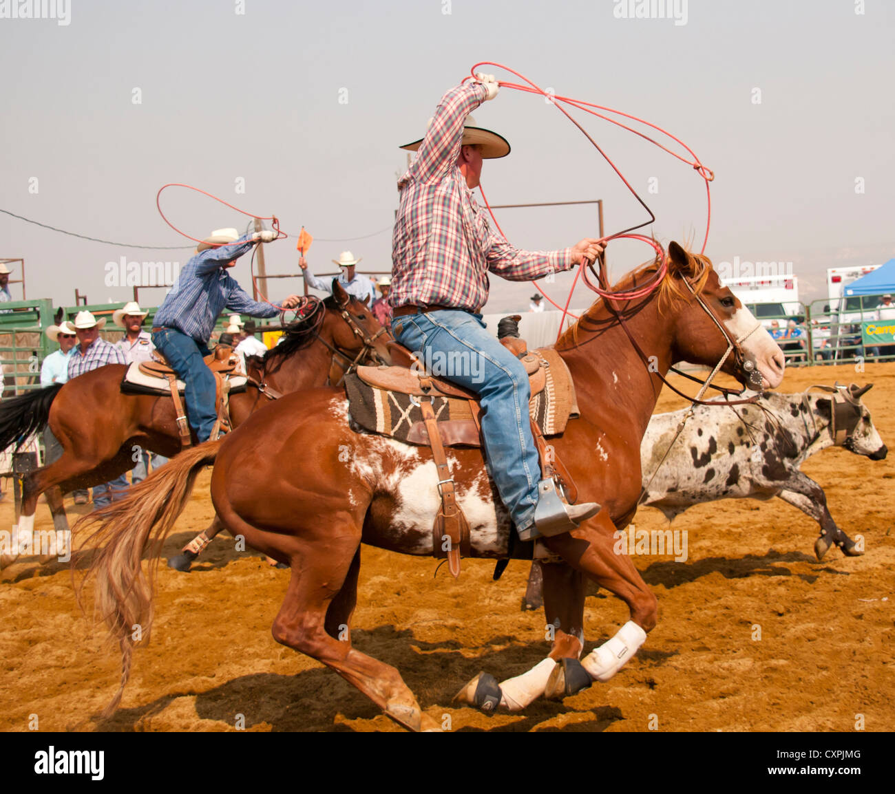 Cowboy roping rinder -Fotos und -Bildmaterial in hoher Auflösung – Alamy